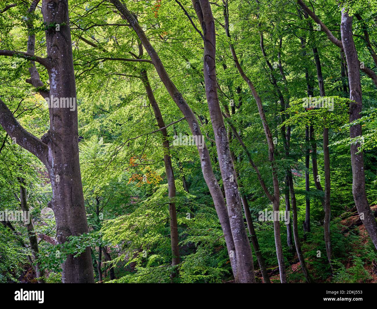 Beech, beech forest, primeval beech forest, primeval forest, steep ...