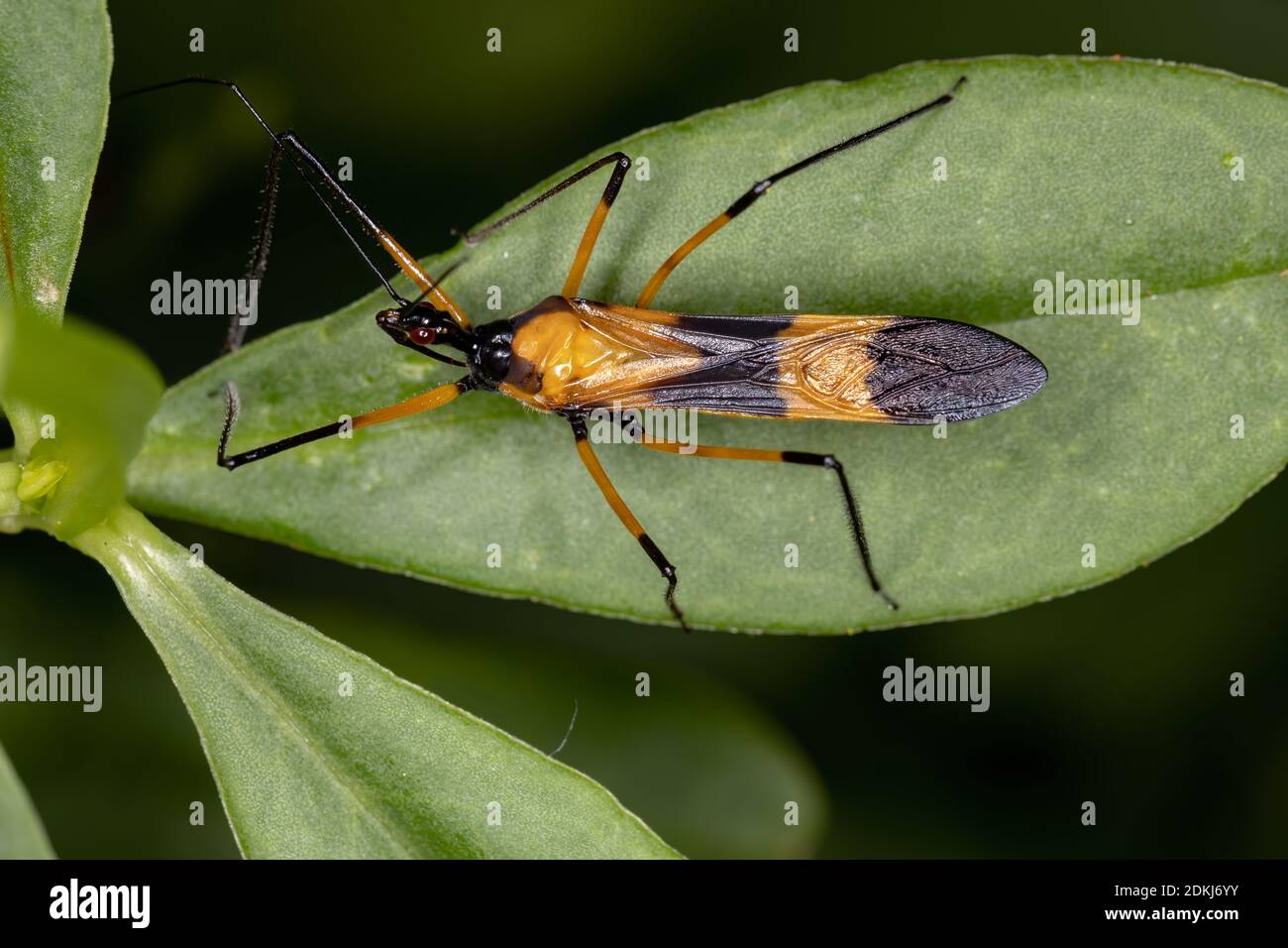 Vespiformis hi-res stock photography and images - Alamy
