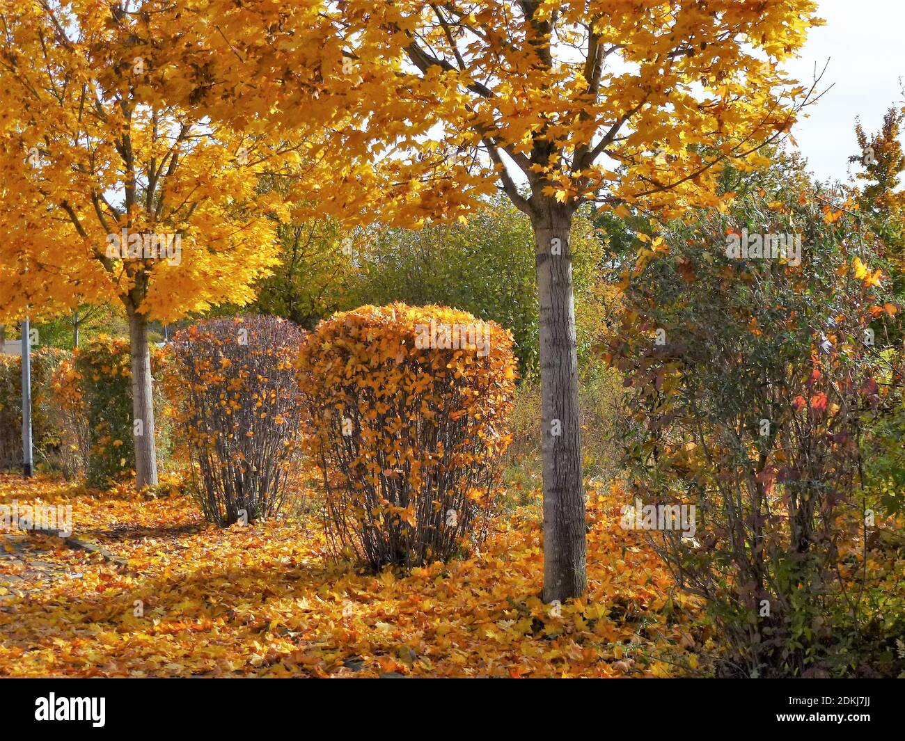 Roadside trees hi-res stock photography and images - Alamy