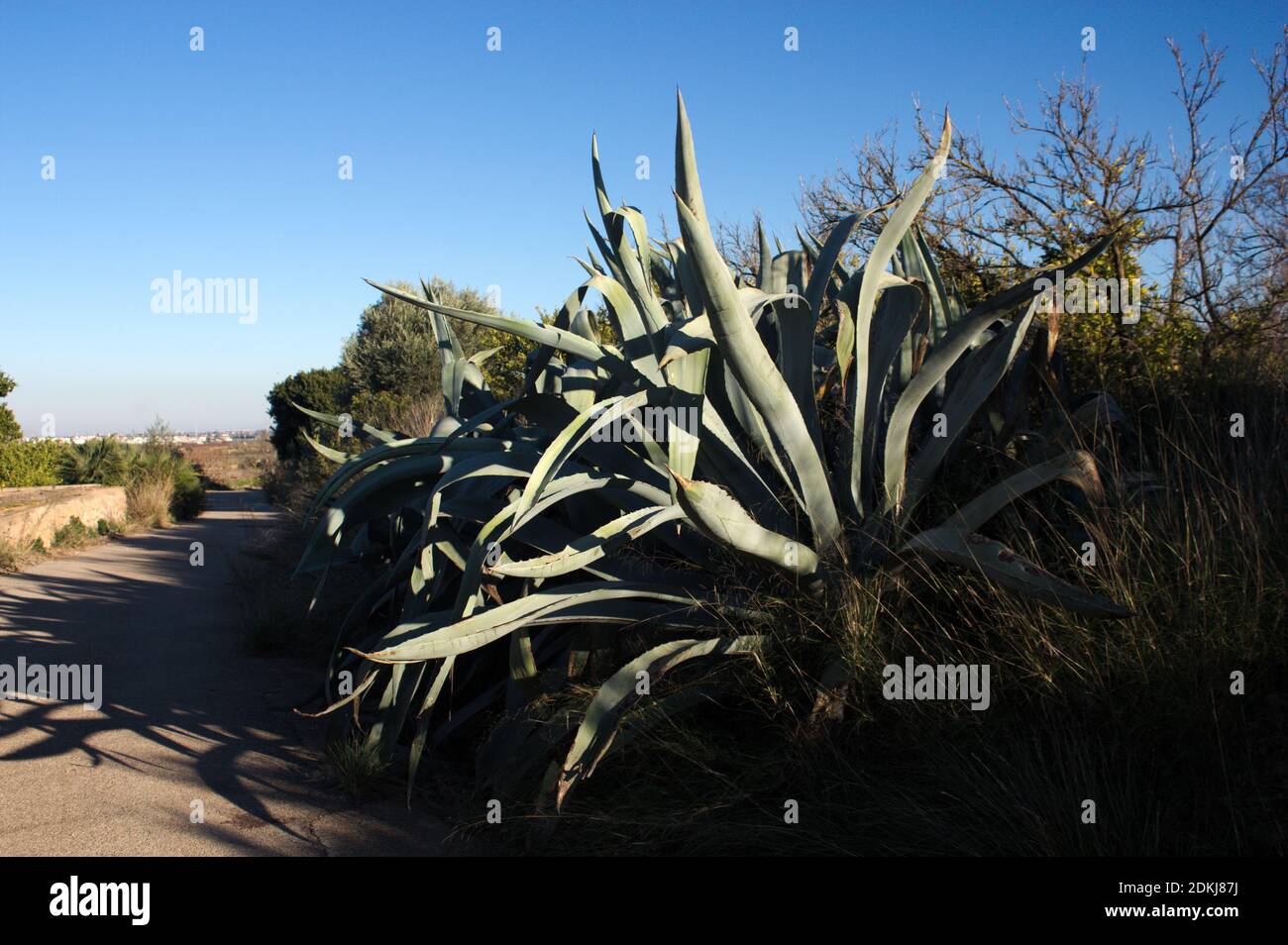 Photograph of a pitera or yellow agave that grows naturally on the ...