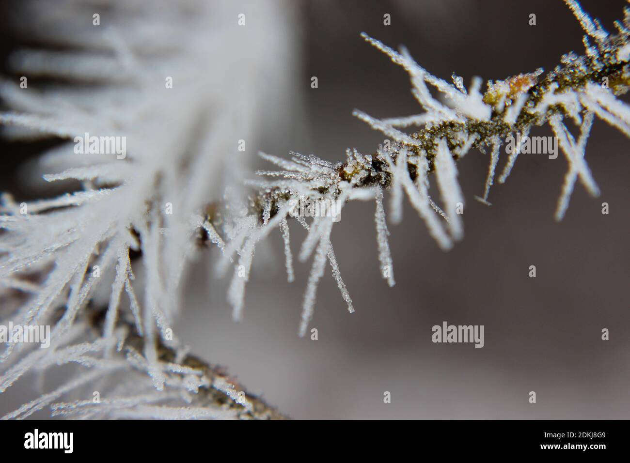 Plant, detail, hoarfrost Stock Photo - Alamy