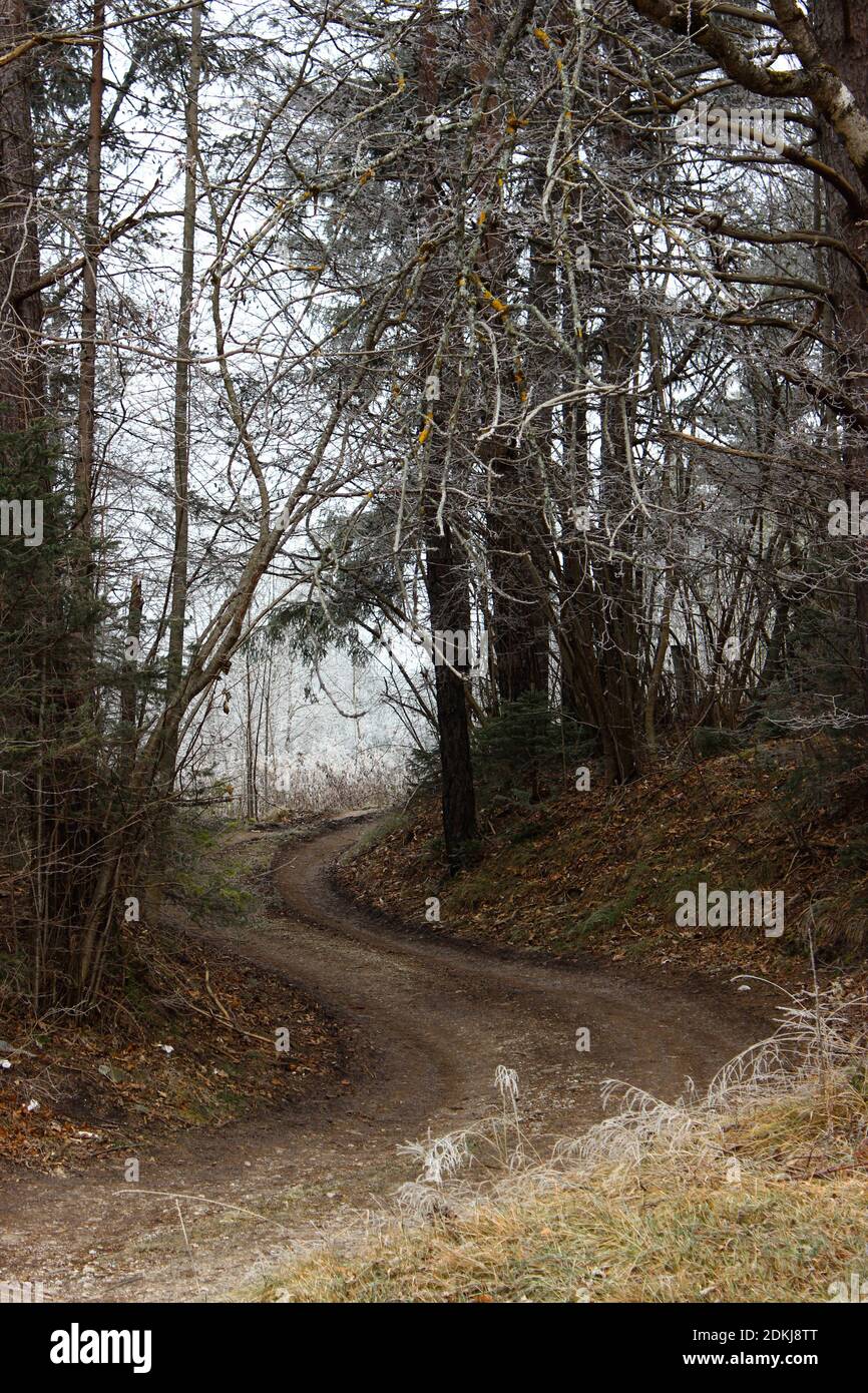 Forest, path, looped Stock Photo - Alamy