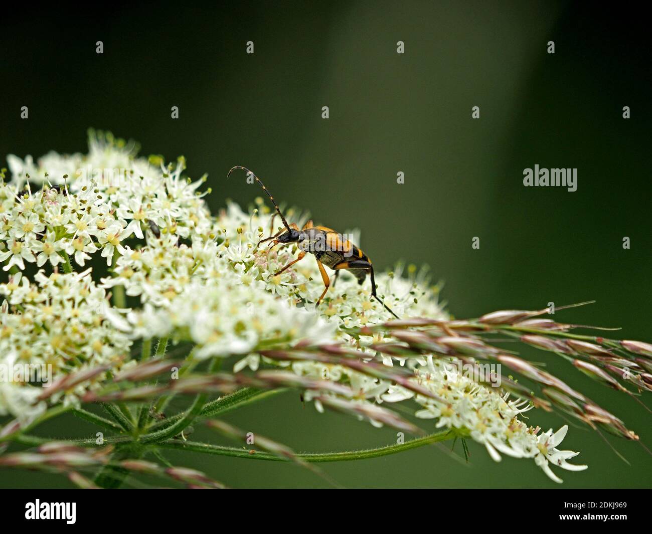 Rutpela maculata / Strangalia maculata - spotted longhorn beetle ...