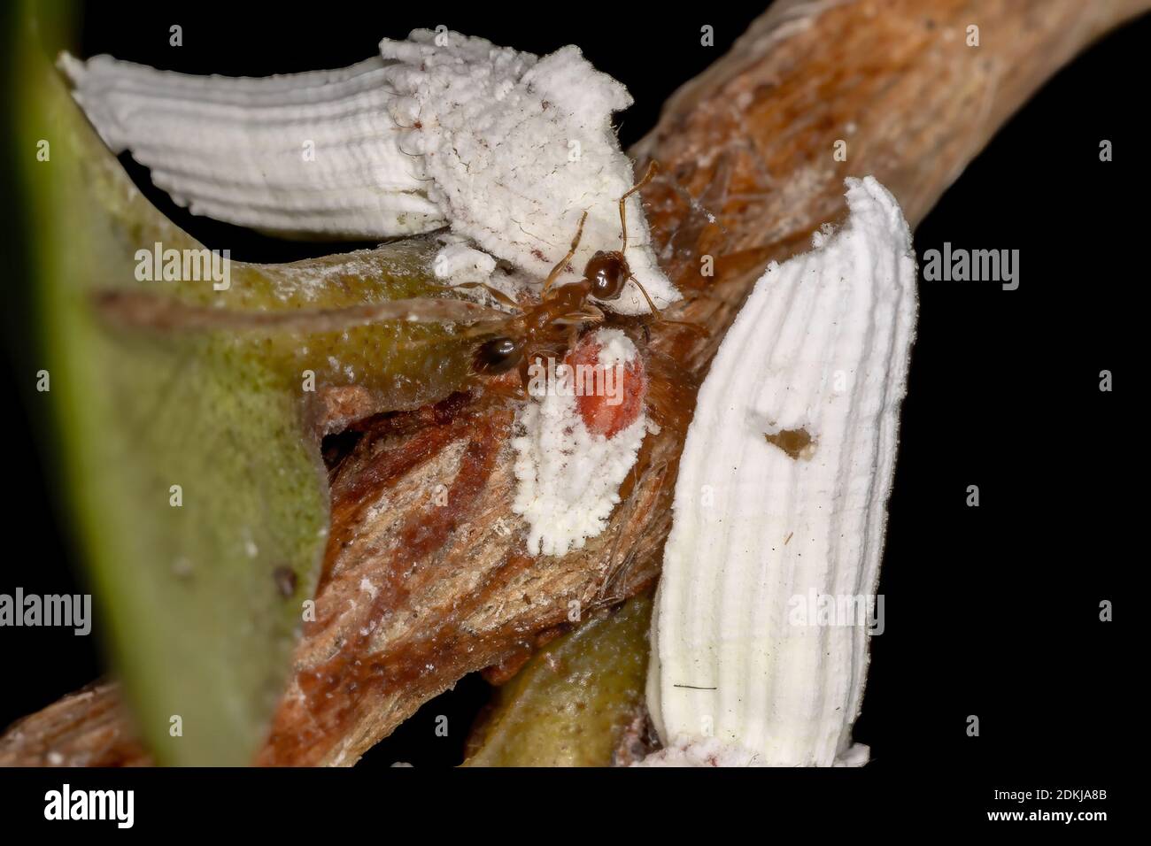 Scale Insects of the Superfamily Coccoidea Stock Photo - Alamy