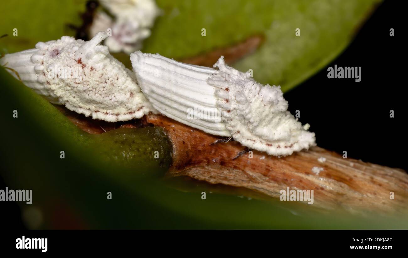 Scale Insects of the Superfamily Coccoidea Stock Photo - Alamy