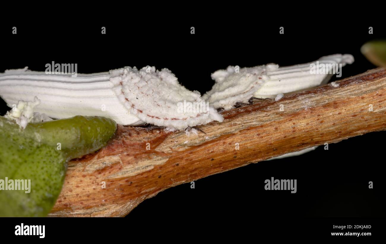 Scale Insects of the Superfamily Coccoidea Stock Photo - Alamy