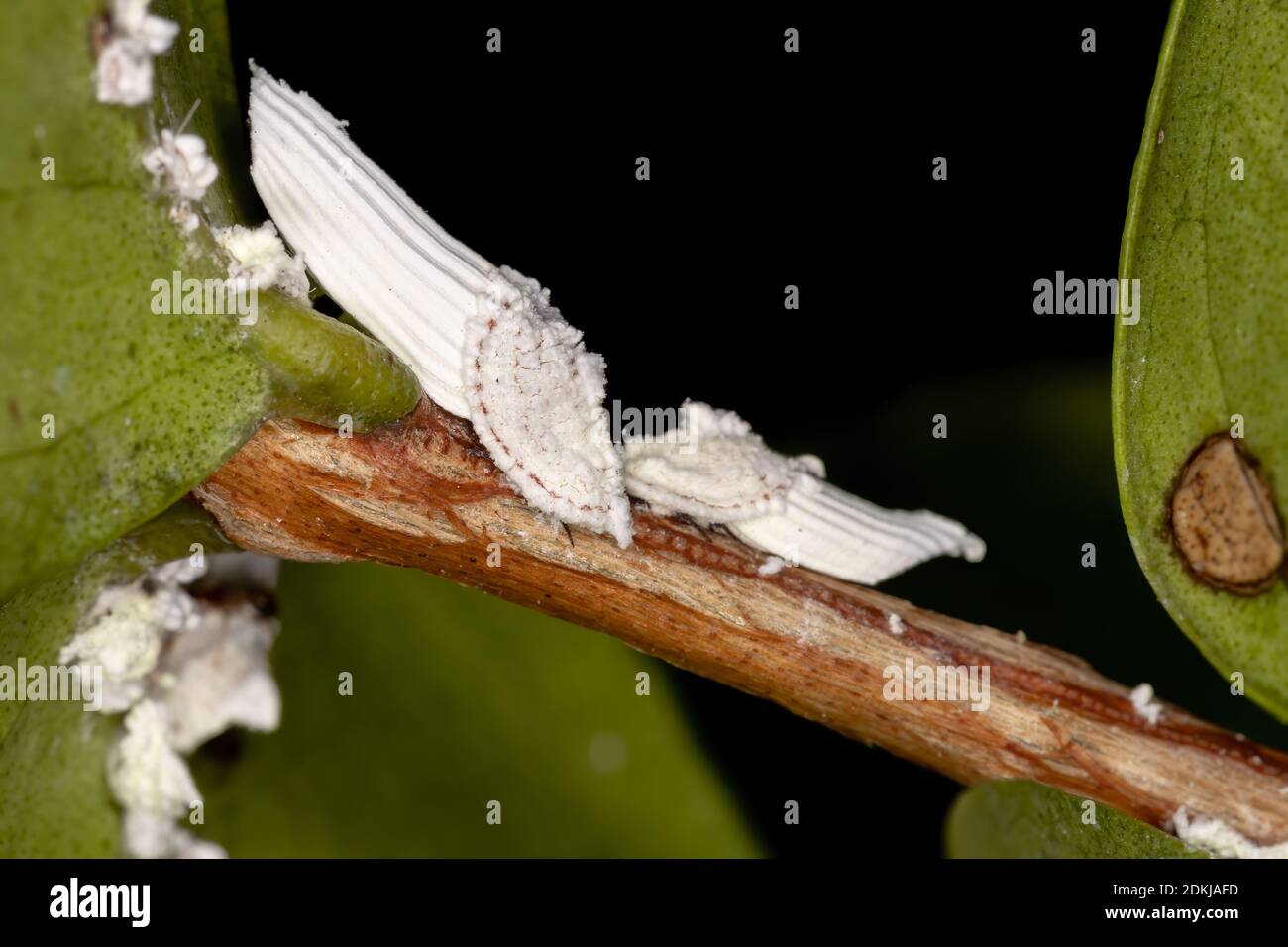 Scale Insects of the Superfamily Coccoidea Stock Photo - Alamy