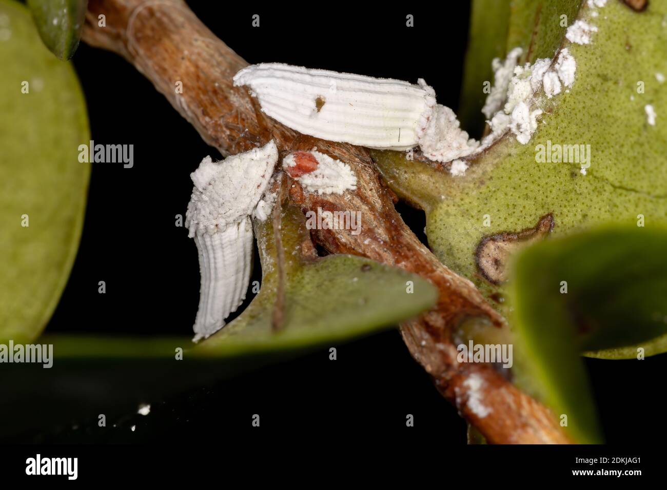 Cochineal insects hi-res stock photography and images - Alamy