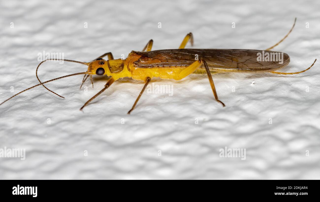Common Stonefly of the Family Perlidae Stock Photo - Alamy