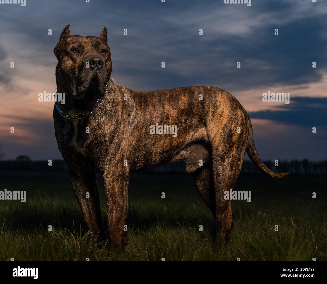 Presa Canario Mix Timber Wolf