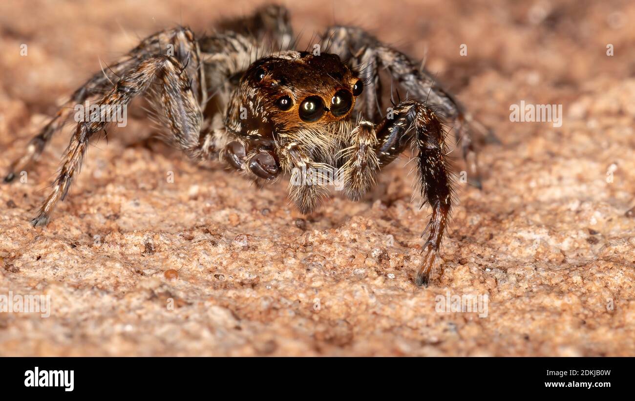 Pantropical Jumping Spider of the species Plexippus paykulli Stock ...