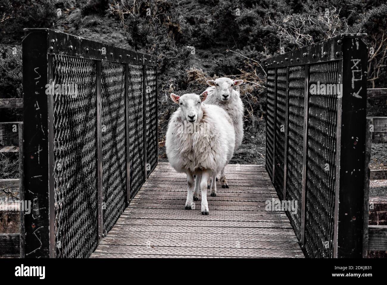 Sheep on bridge hi-res stock photography and images - Alamy