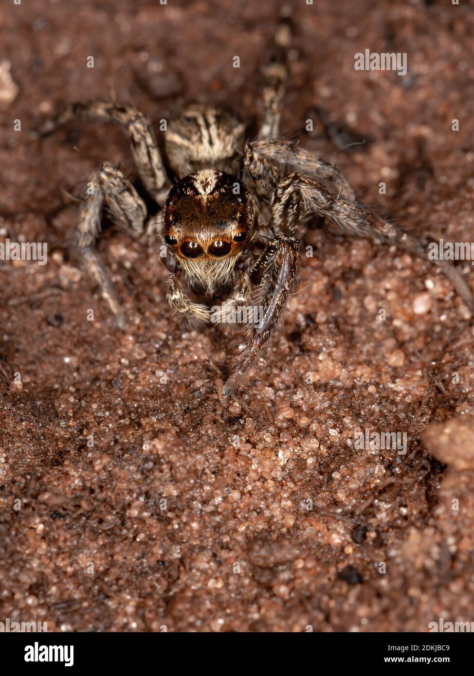 Pantropical Jumping Spider of the species Plexippus paykulli Stock ...