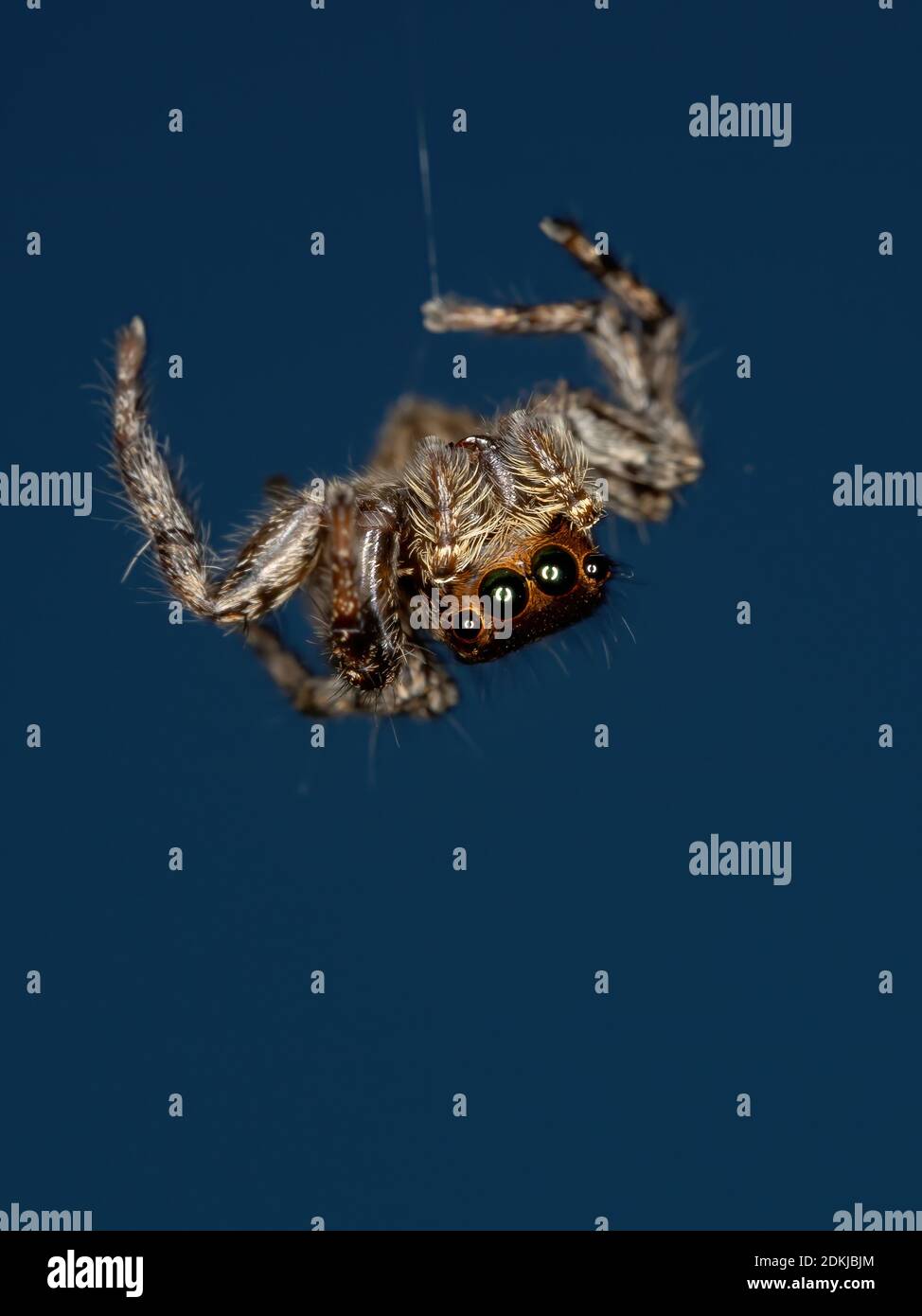 Pantropical jumping spider hi-res stock photography and images - Alamy