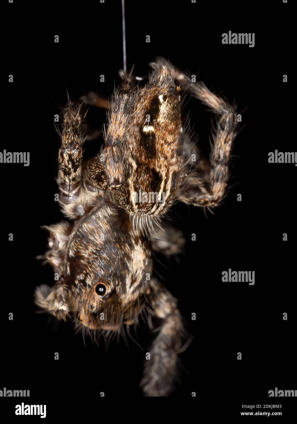 Pantropical Jumping Spider of the species Plexippus paykulli Stock ...