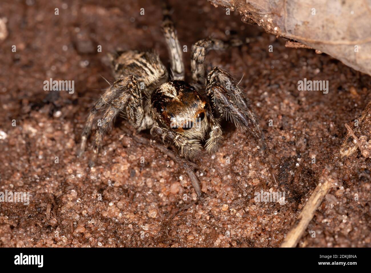Pantropical Jumping Spider of the species Plexippus paykulli Stock ...