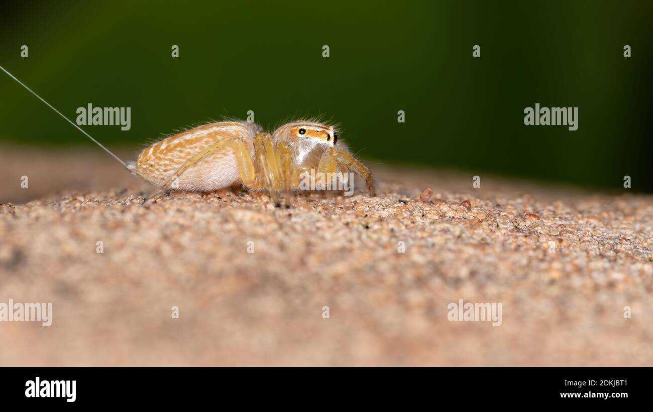 Jumping Spider of the Genus Chira Stock Photo - Alamy