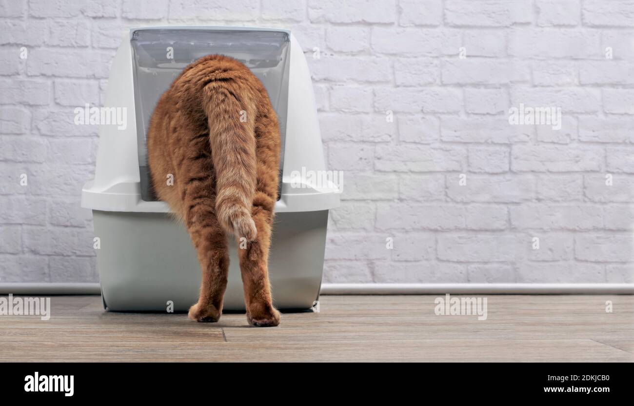Cat digging hi-res stock photography and images - Alamy