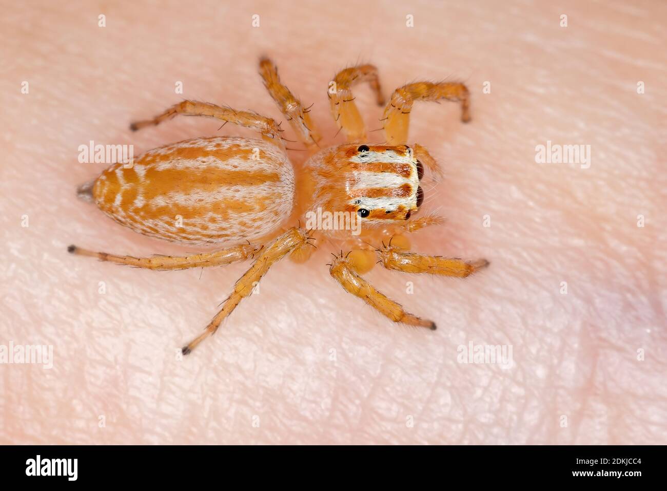 Jumping Spider of the Genus Chira Stock Photo - Alamy