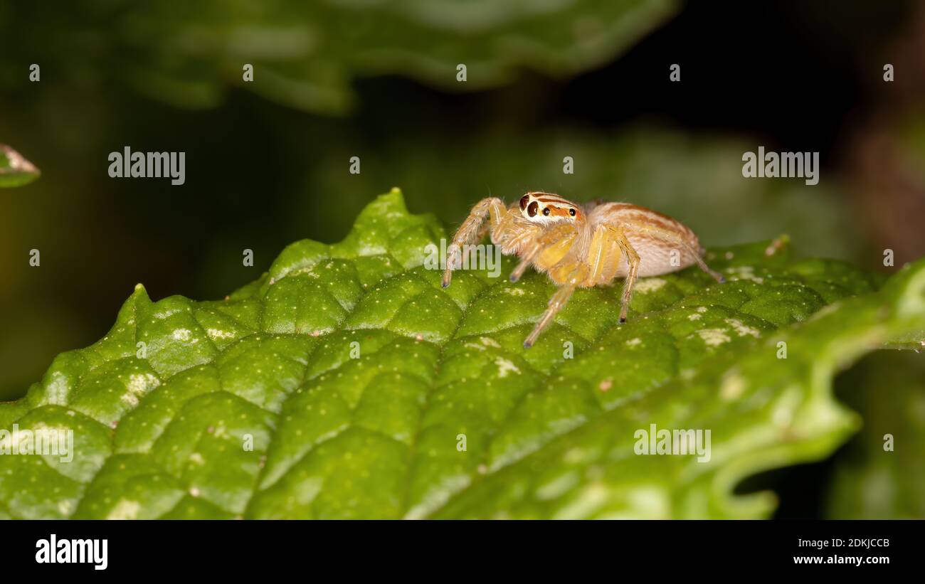Jumping Spider of the Genus Chira Stock Photo - Alamy