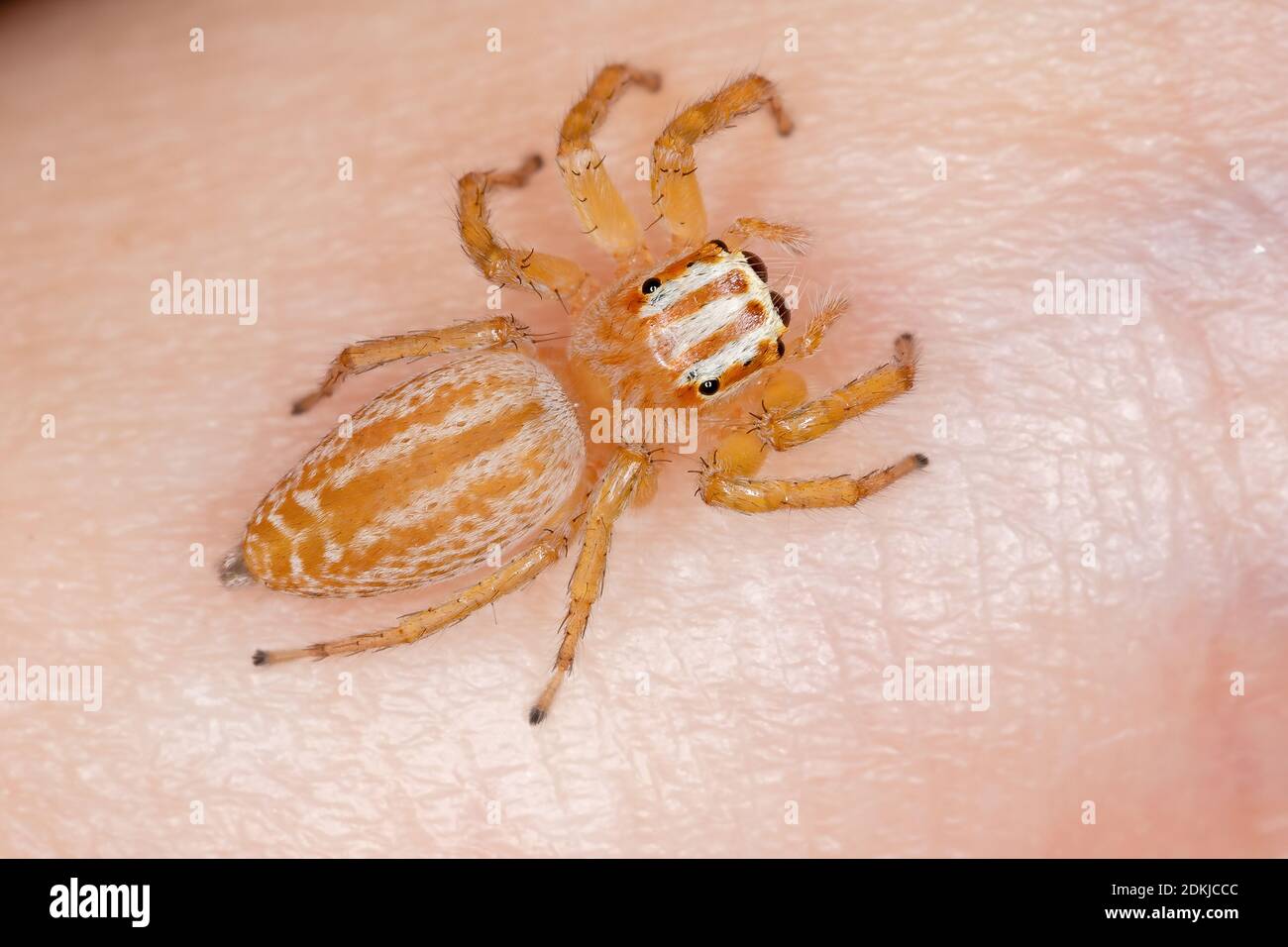 Jumping Spider of the Genus Chira Stock Photo - Alamy