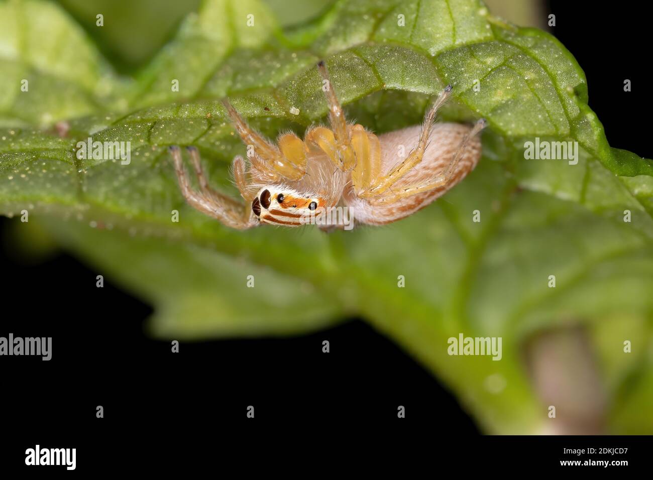 Jumping Spider of the Genus Chira Stock Photo - Alamy