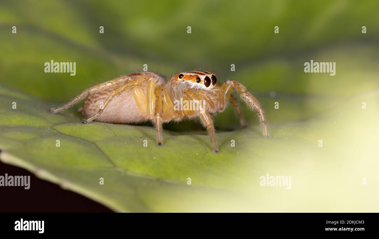 Jumping Spider of the Genus Chira Stock Photo - Alamy
