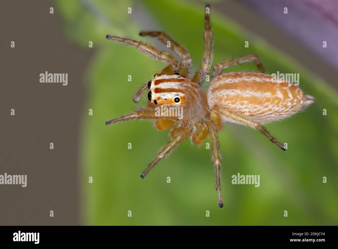 Jumping Spider of the Genus Chira Stock Photo - Alamy