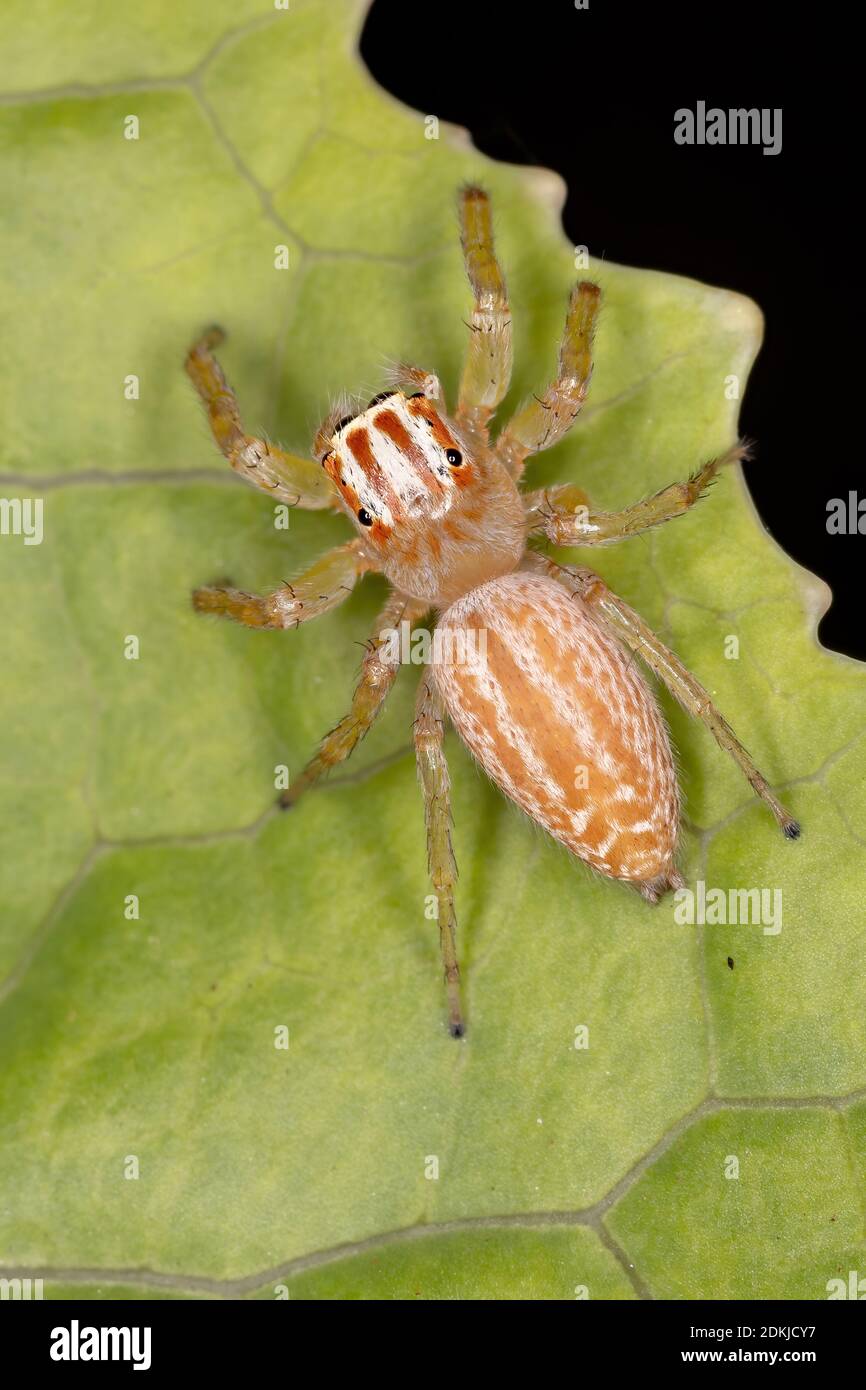 Jumping Spider of the Genus Chira Stock Photo - Alamy