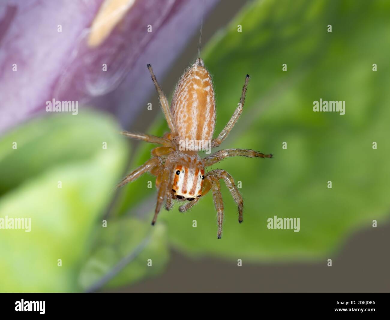 Jumping Spider of the Genus Chira Stock Photo - Alamy
