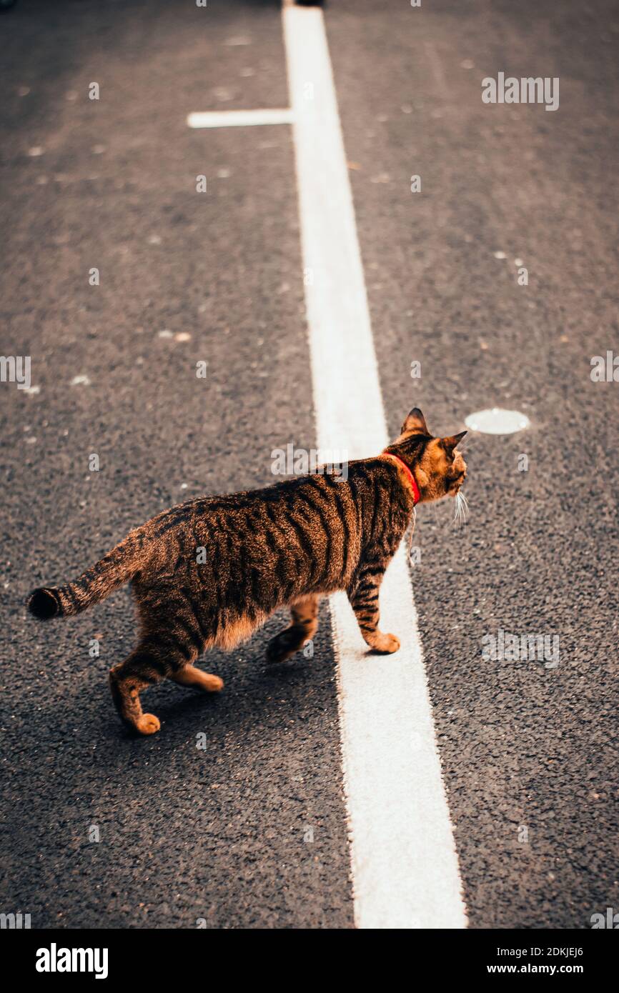 Cat road marking hi-res stock photography and images - Alamy