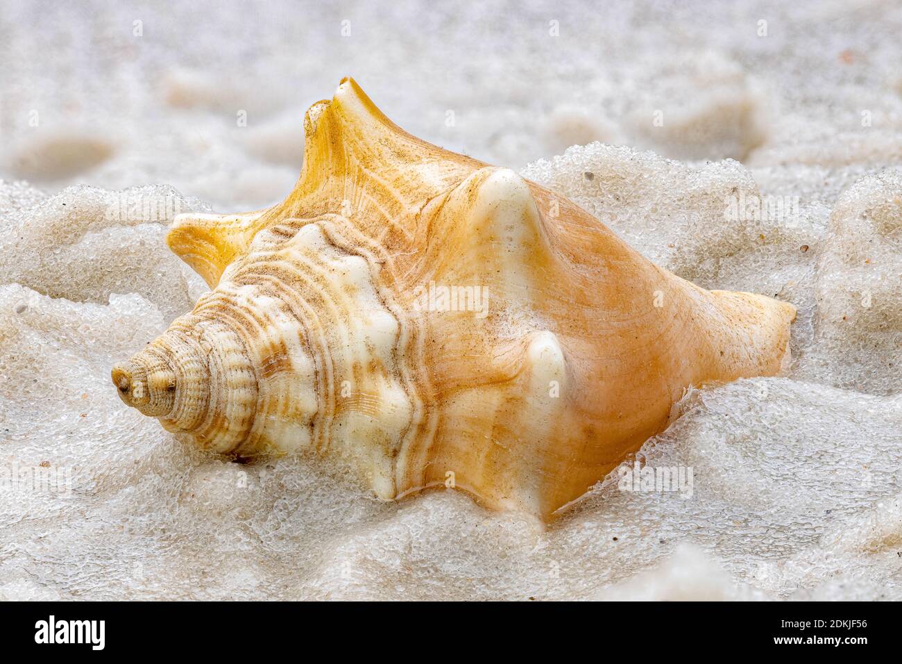 Stacking shells hi-res stock photography and images - Alamy