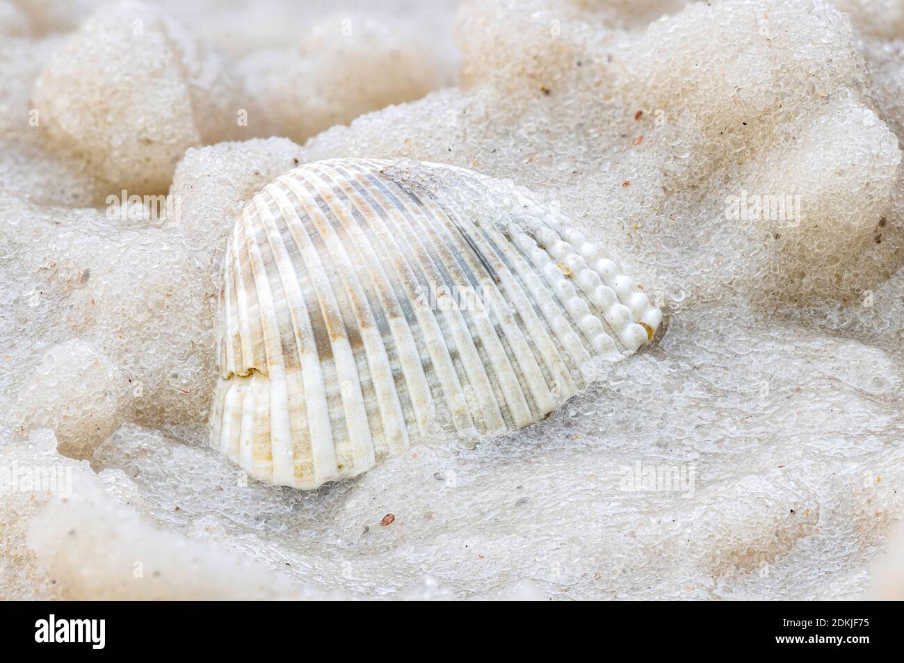 Seashell on sand with stacking focus Stock Photo - Alamy