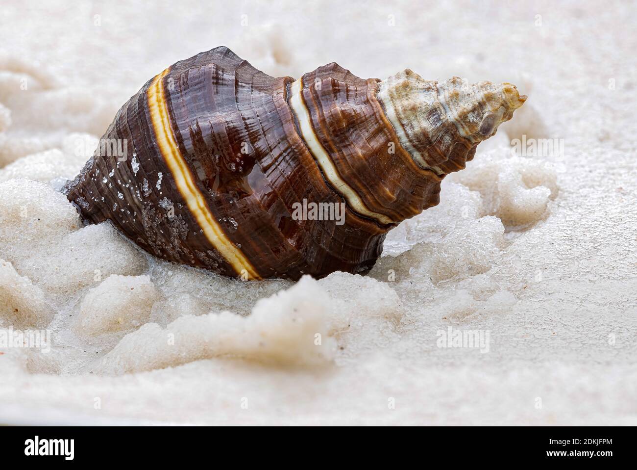 Stacking shells hi-res stock photography and images - Alamy