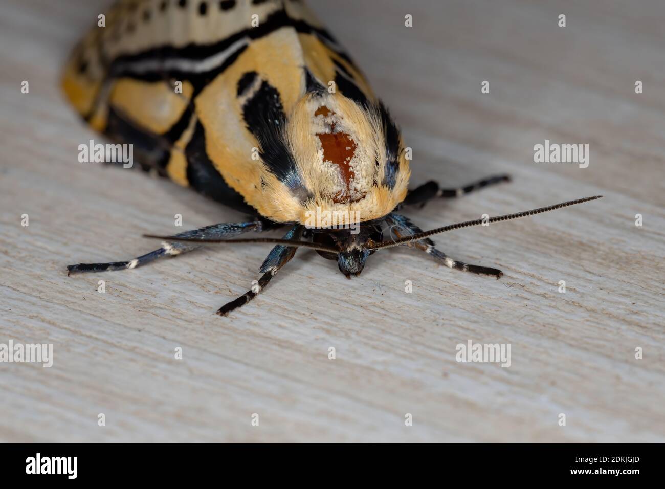Hieroglyphic Moth of the species Diphthera festiva Stock Photo - Alamy