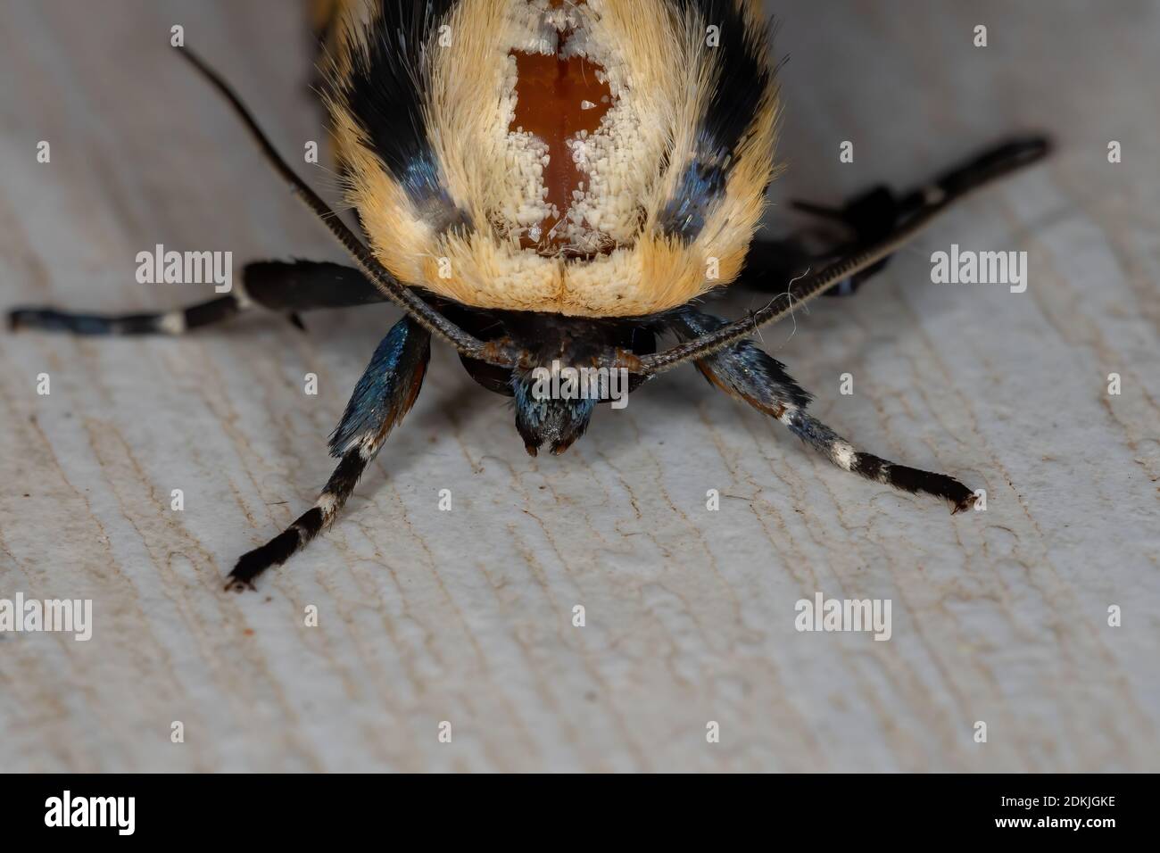 Hieroglyphic Moth of the species Diphthera festiva Stock Photo - Alamy