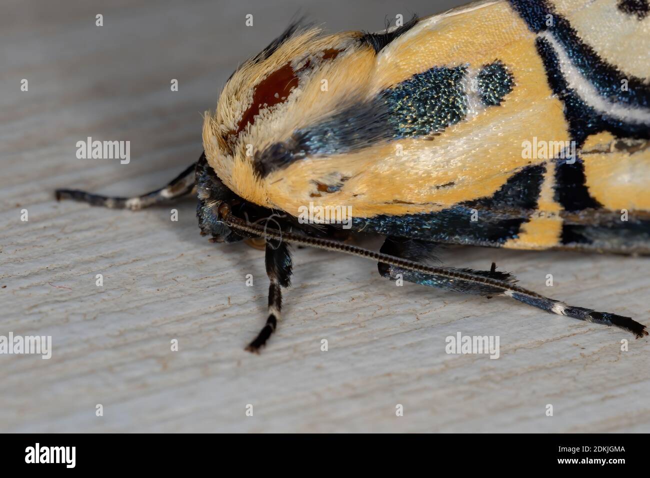 Hieroglyphic Moth of the species Diphthera festiva Stock Photo - Alamy