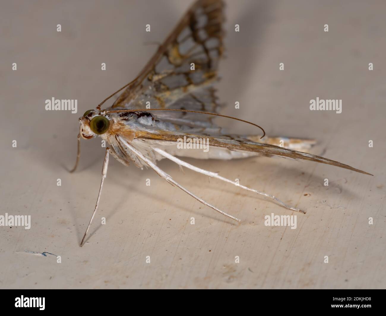 Assembly Moth of the species Samea ecclesialis Stock Photo - Alamy