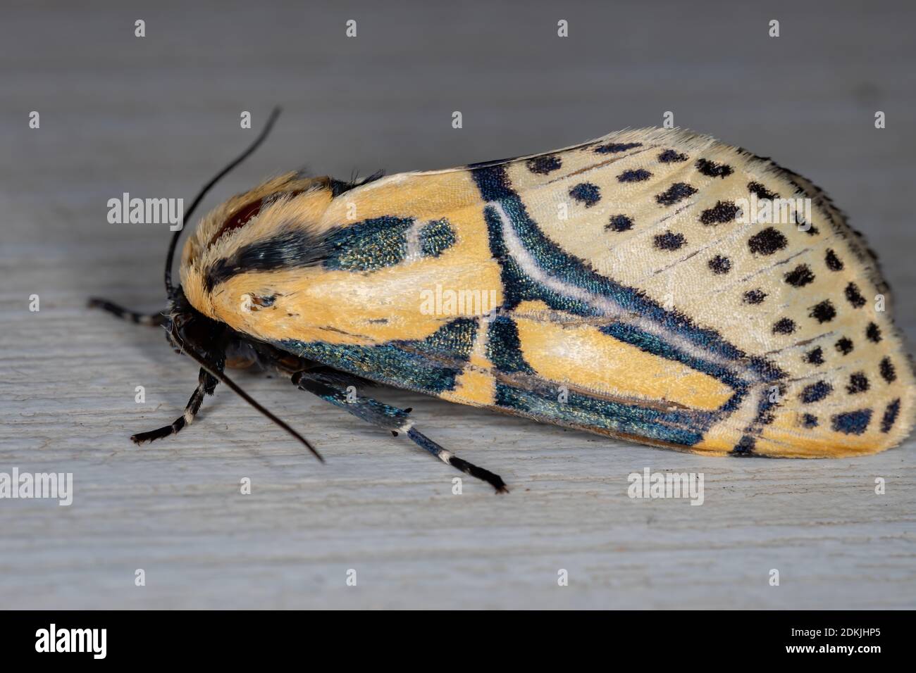 Hieroglyphic Moth of the species Diphthera festiva Stock Photo - Alamy