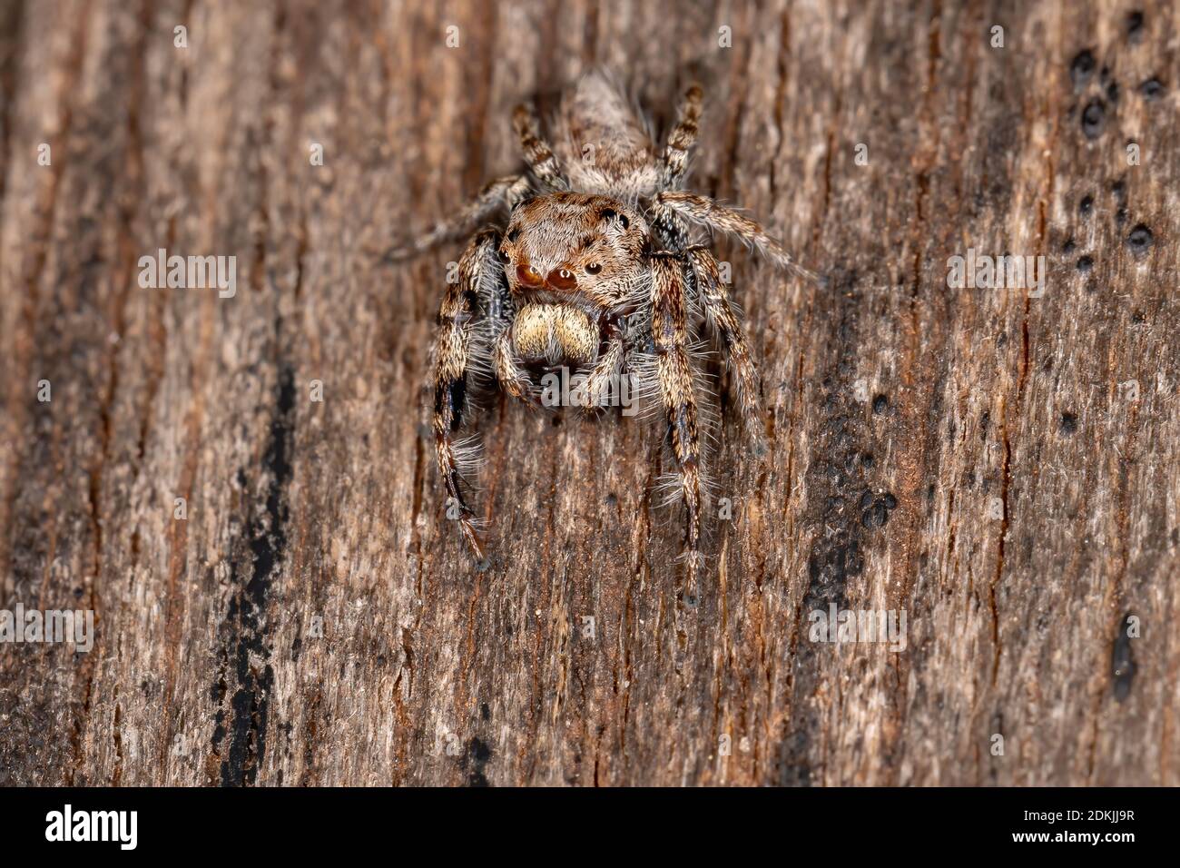 Male Jumping Spider of the Genus Metaphidippus Stock Photo - Alamy