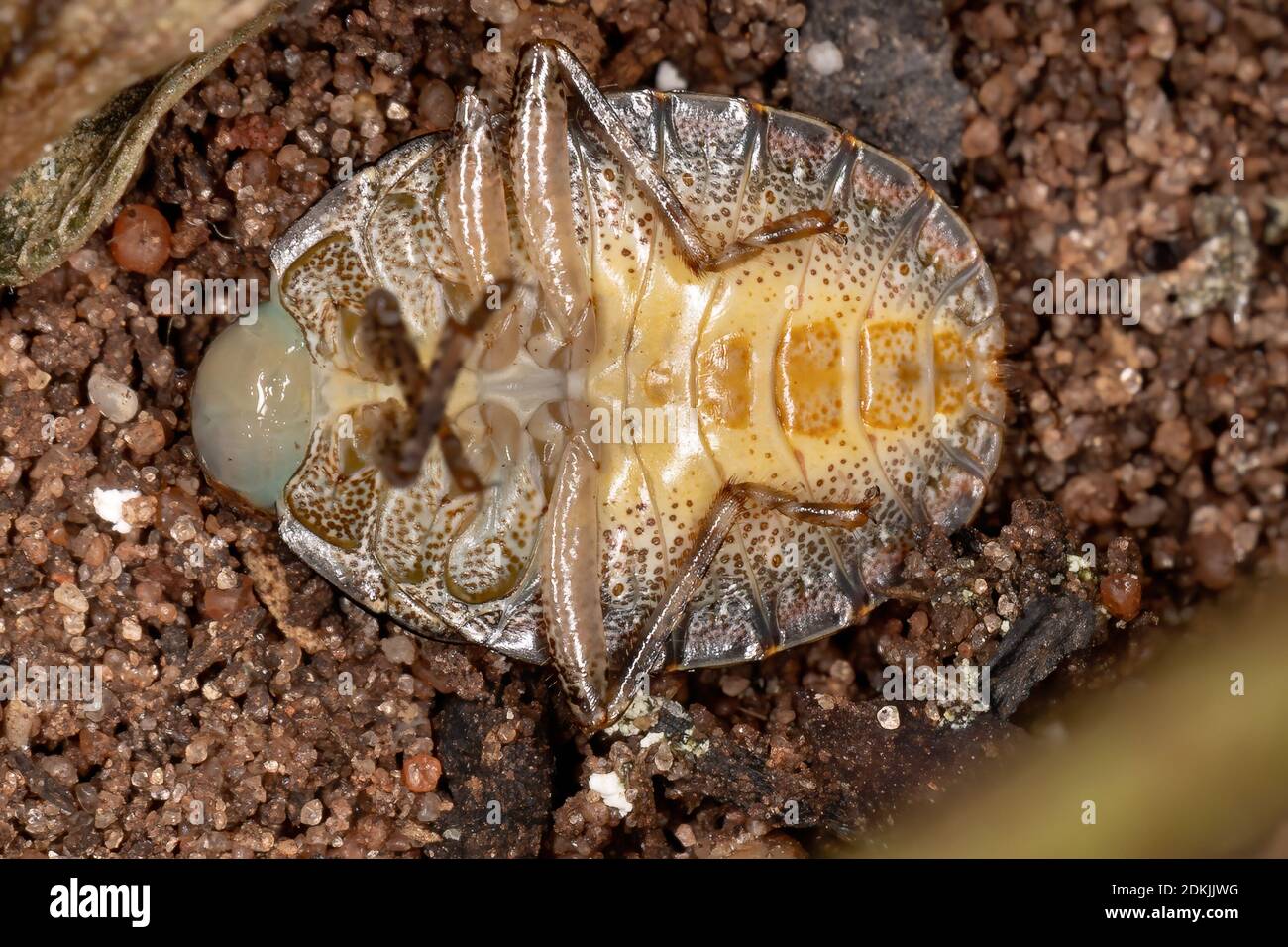 Brazilian Stink Bug of the Genus Antiteuchus Stock Photo - Alamy