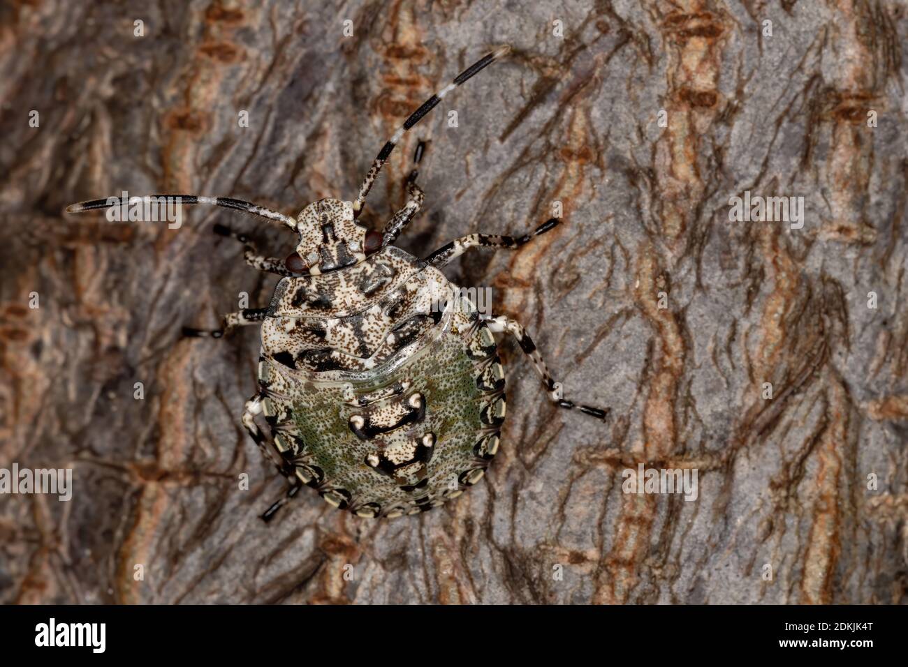 Brazilian Stink Bug of the Genus Antiteuchus Stock Photo - Alamy