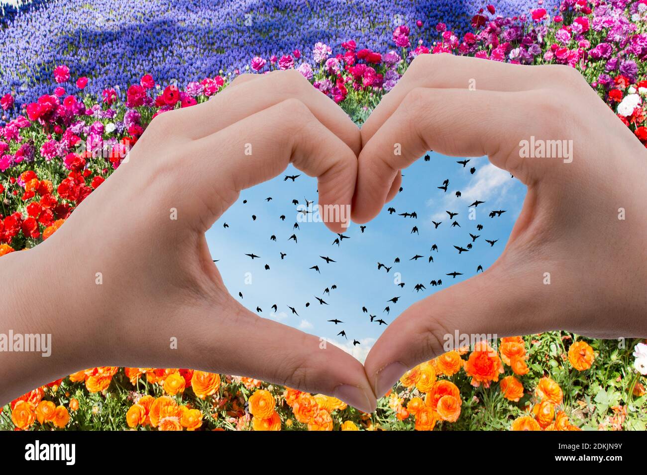 Hands making bird hi-res stock photography and images - Alamy