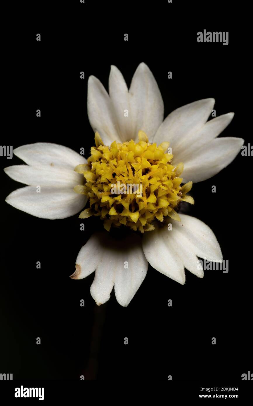 Flower of the plant Tridax Daisy of the species Tridax procumbens Stock ...