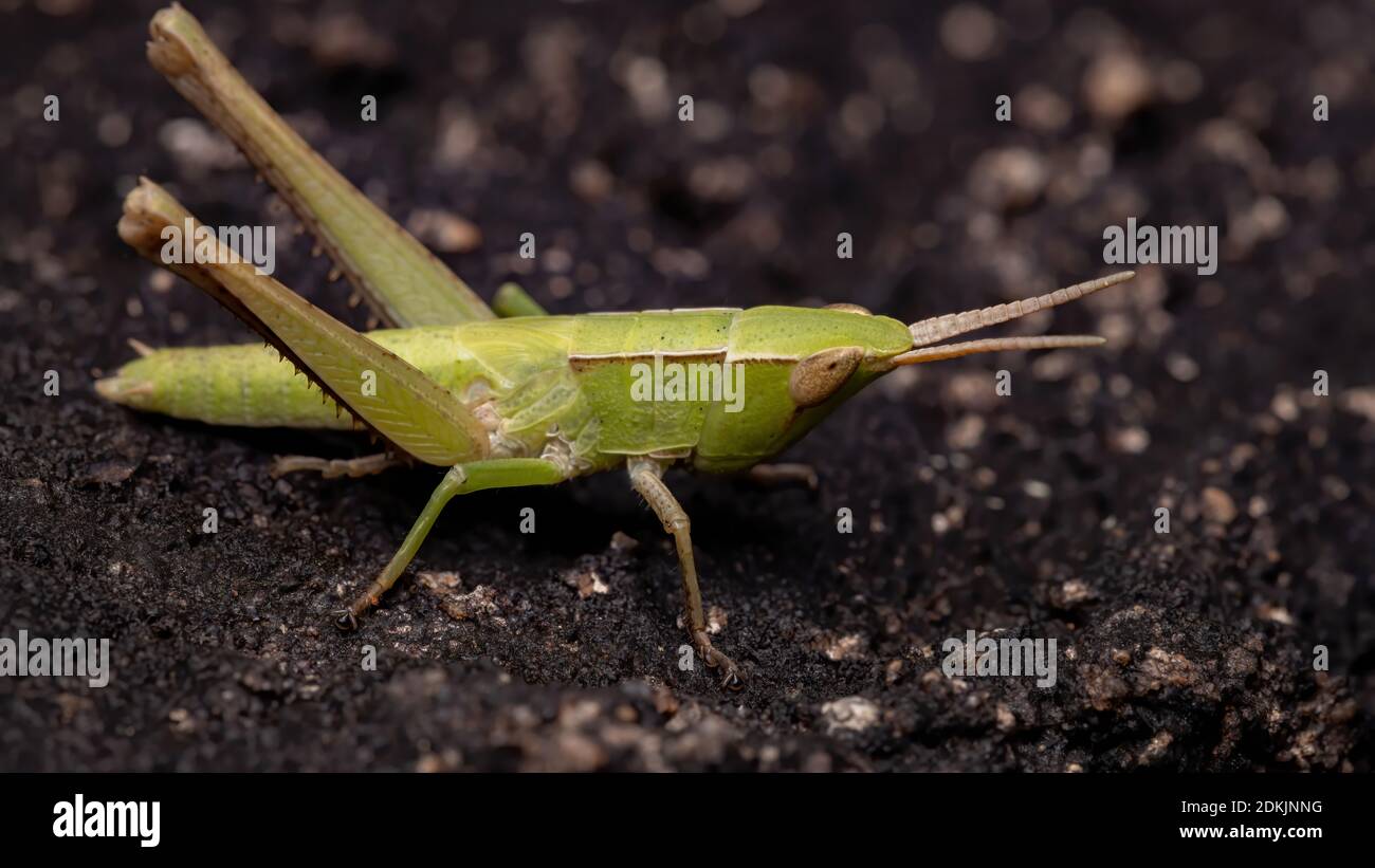 Silent slant faced grasshopper hi-res stock photography and images - Alamy