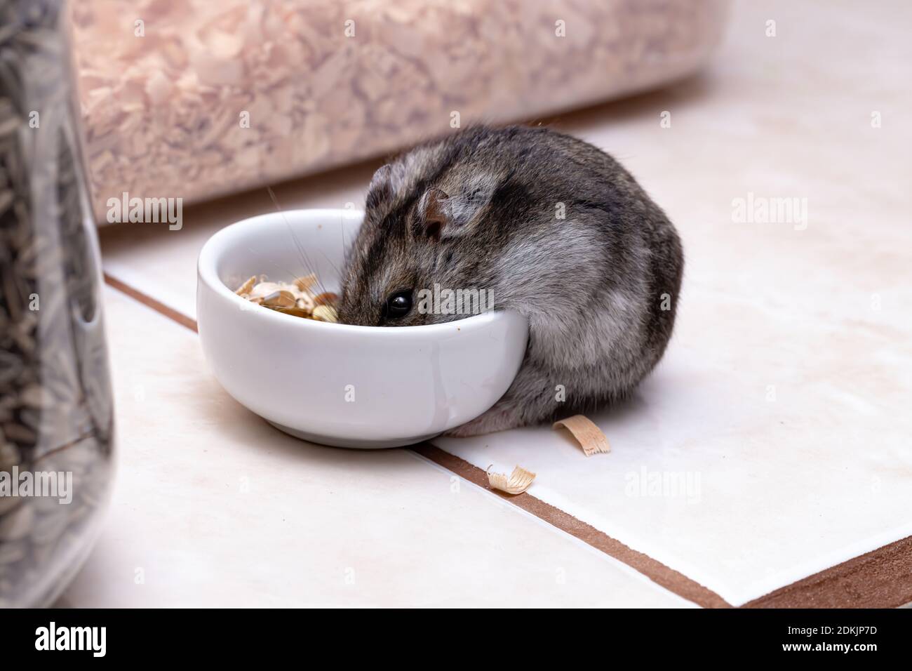 Dwarf mouse species hi-res stock photography and images - Alamy