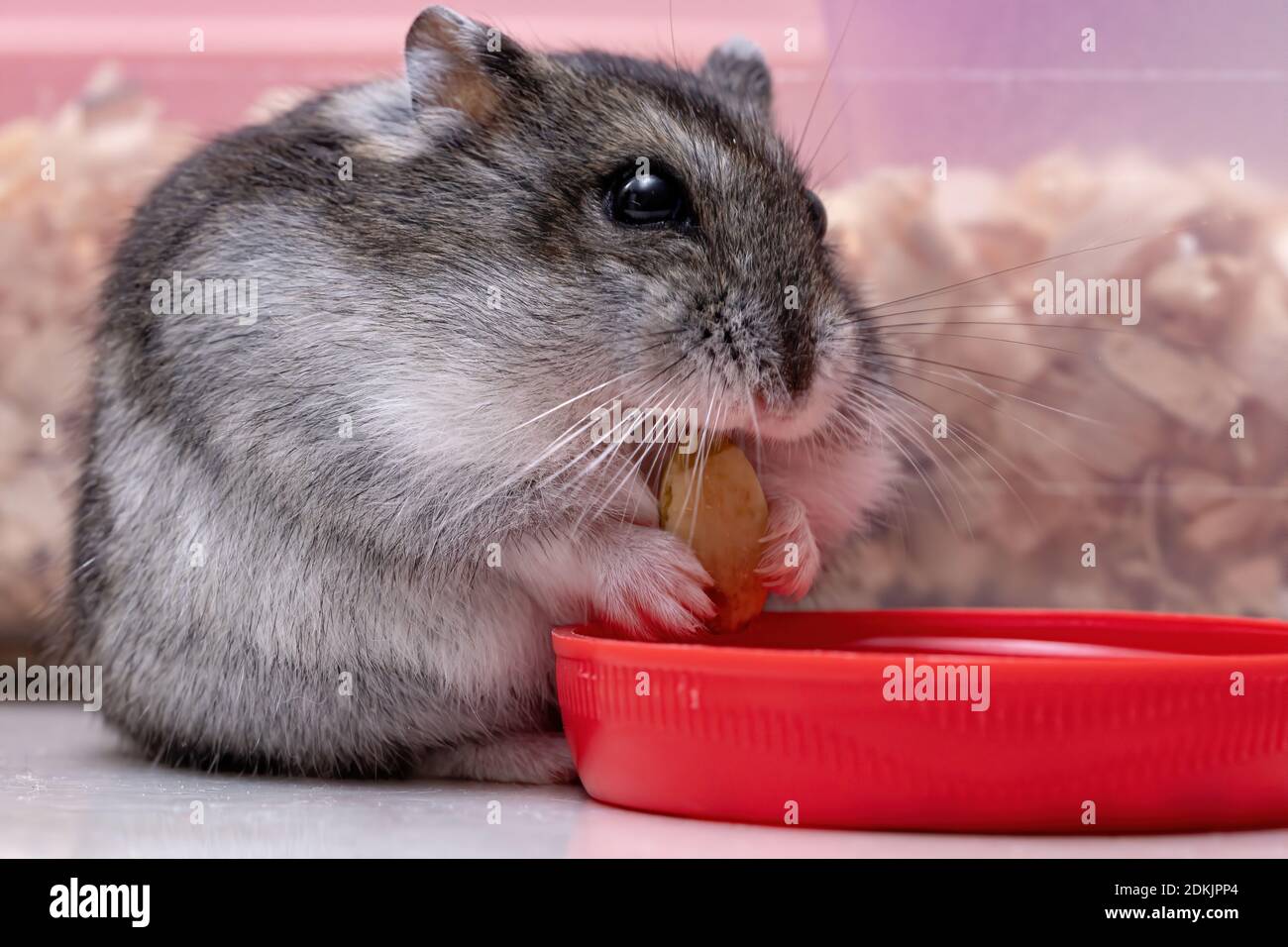 Campbell's dwarf hamster of the species Phodopus campbelli Stock Photo ...