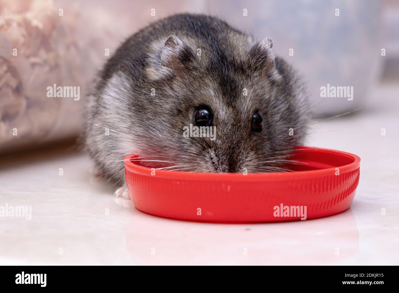 Campbells dwarf hamsters hi-res stock photography and images - Alamy