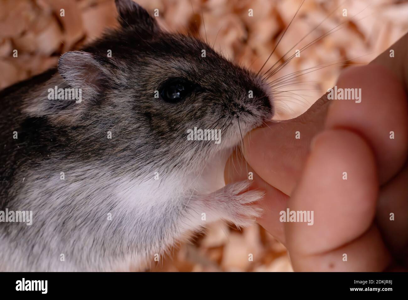 Campbell's dwarf hamster of the species Phodopus campbelli Stock Photo ...