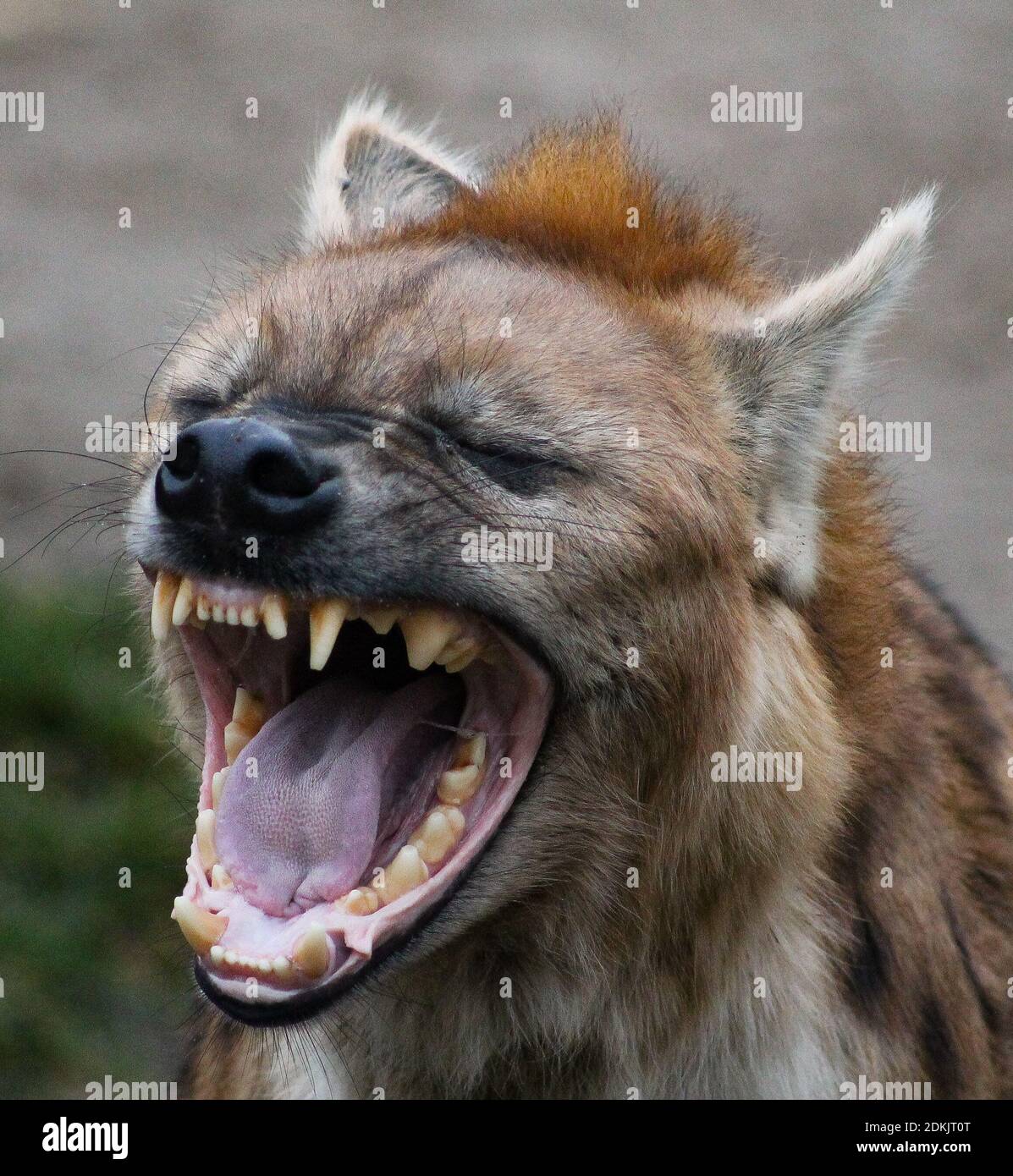 Angry hyena hi-res stock photography and images - Alamy
